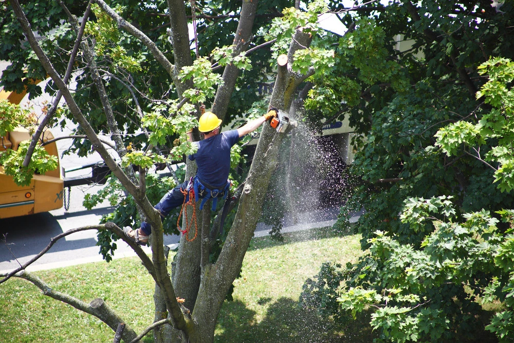 Affordable Trees and Bushes Trimming Services in Atl - 24/7